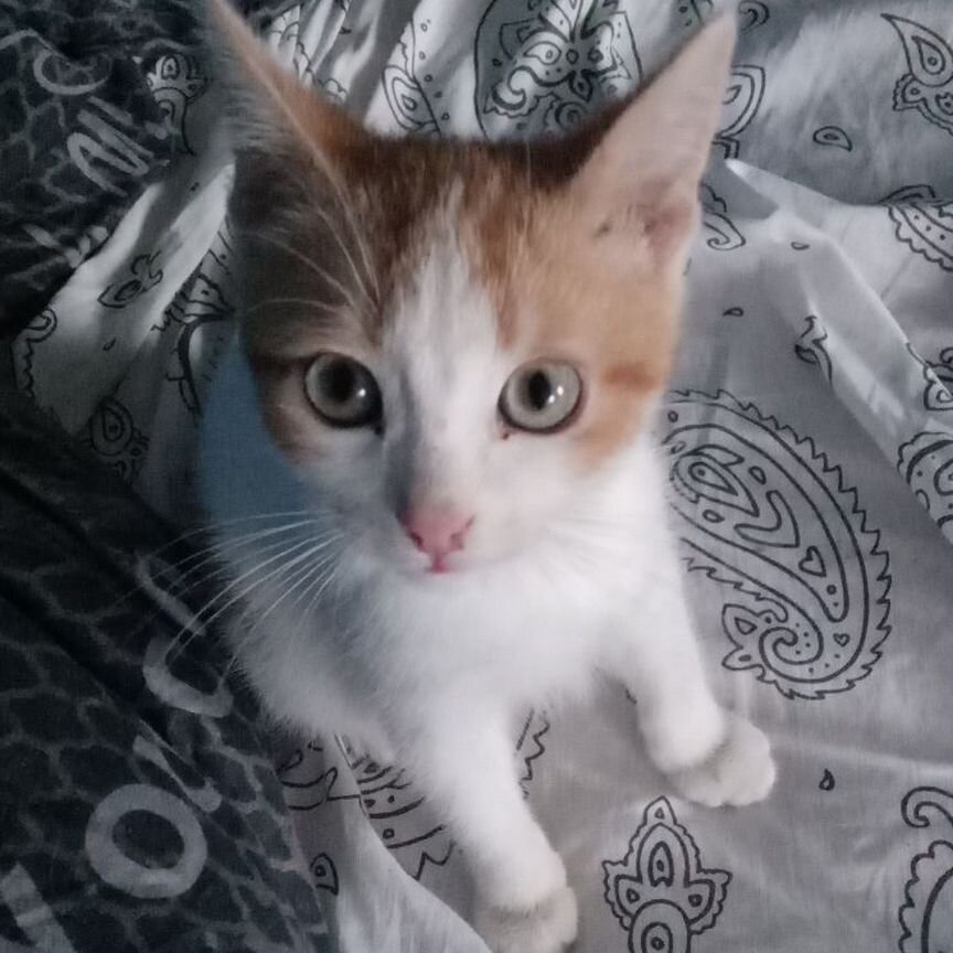 Кот