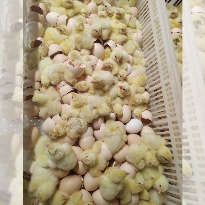 Цыплята бройлеры кобб 500 Турция