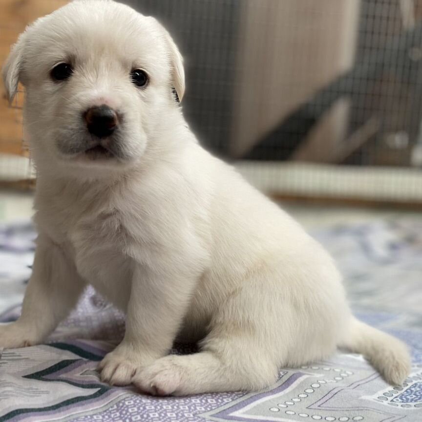 Лабрадор-ретривер, щенок