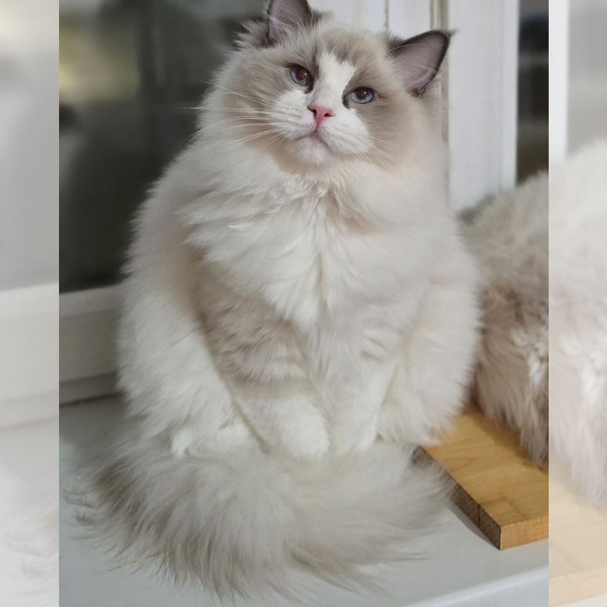 Рэгдолл котёнок