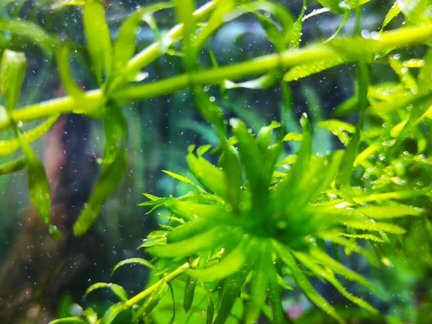 Аквариумное растение