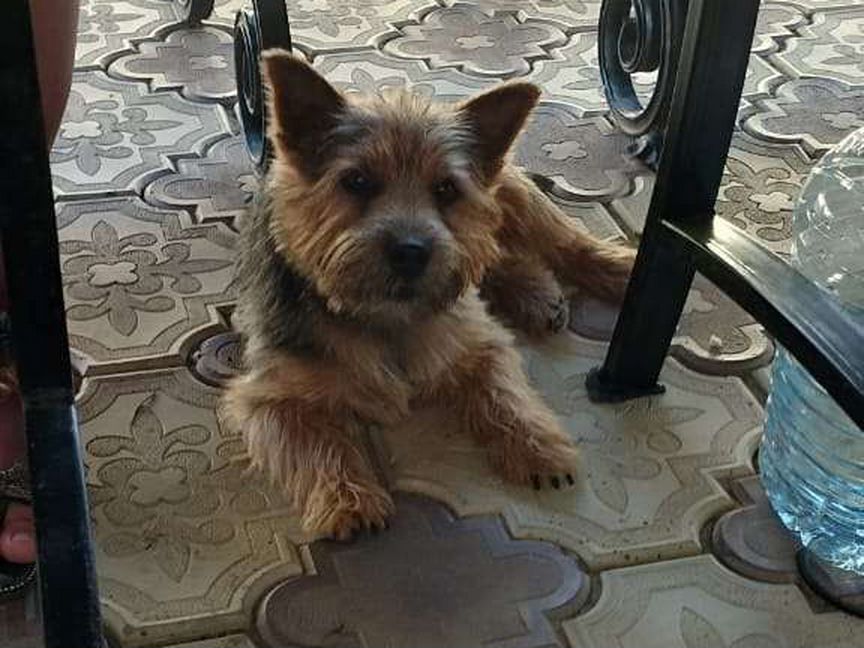 Норвич терьер