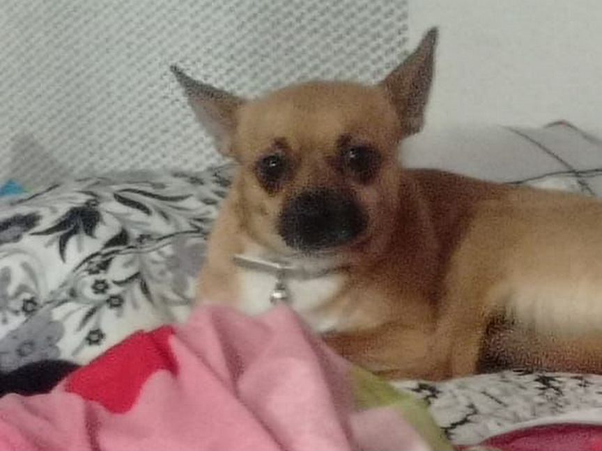 Русский той-терьер