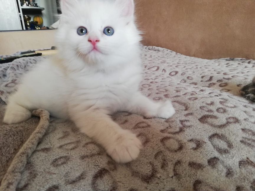 Котята Курильского бобтейла