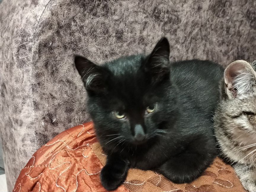 Кошка в дар бесплатно