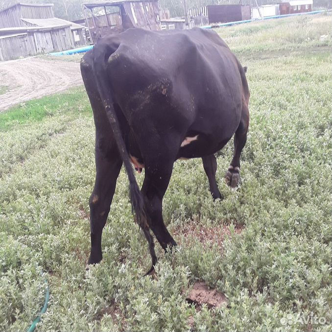 Коровы высокоудойные