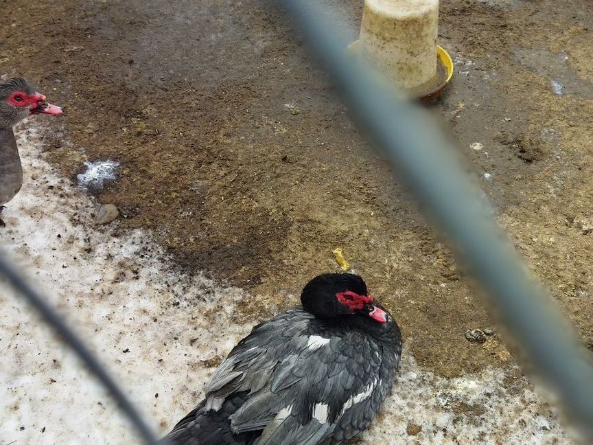 Селезни мускусные (шептуны)