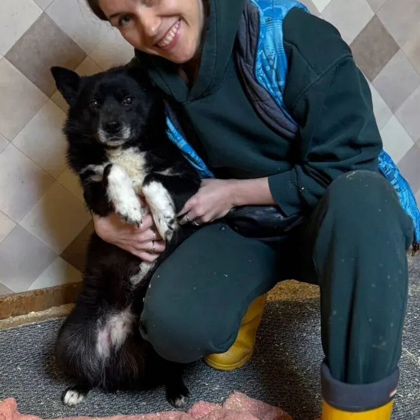 Взрослый пёс в добрые руки