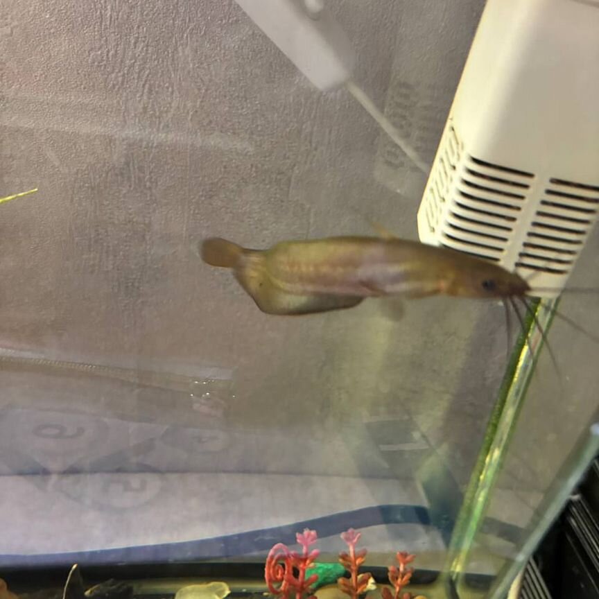 Мешкожаберный сом