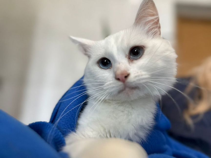 Белоснежка Ева.Малышка кошечка. Приют Некрасовка