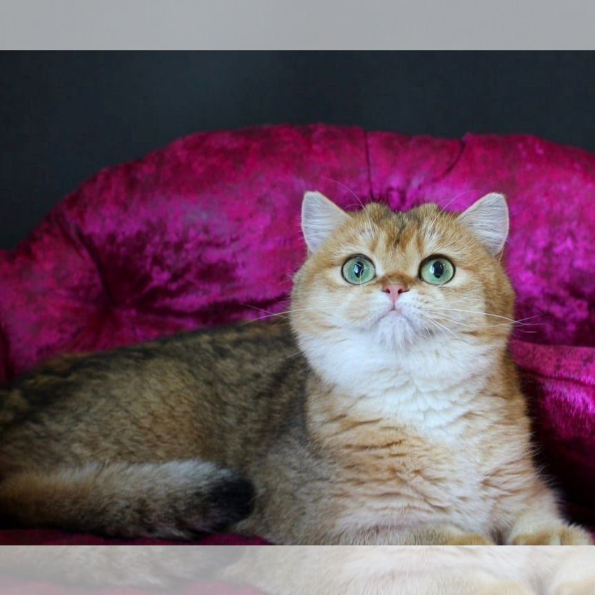 Взрослая девочка золотая шиншилла