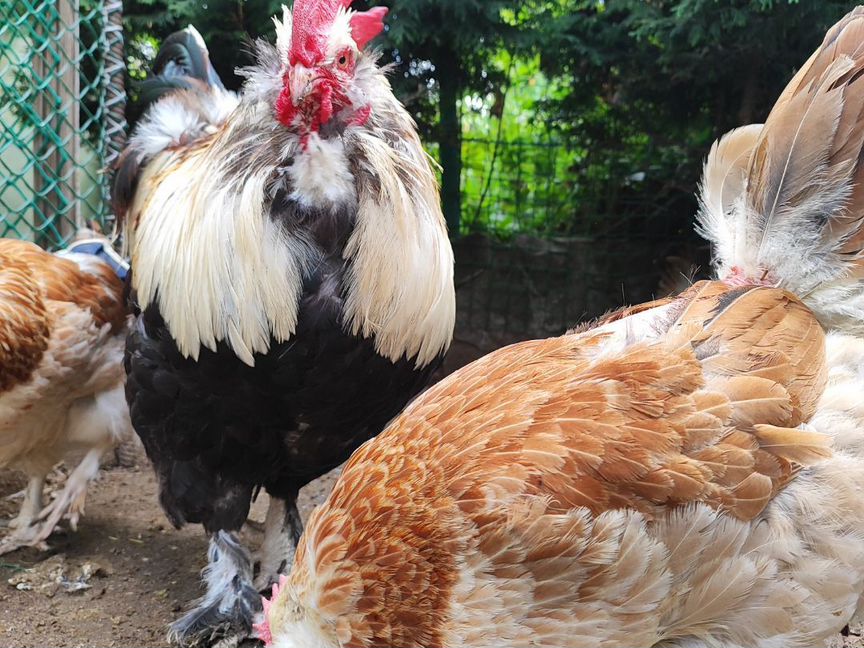 Семья Фавероль