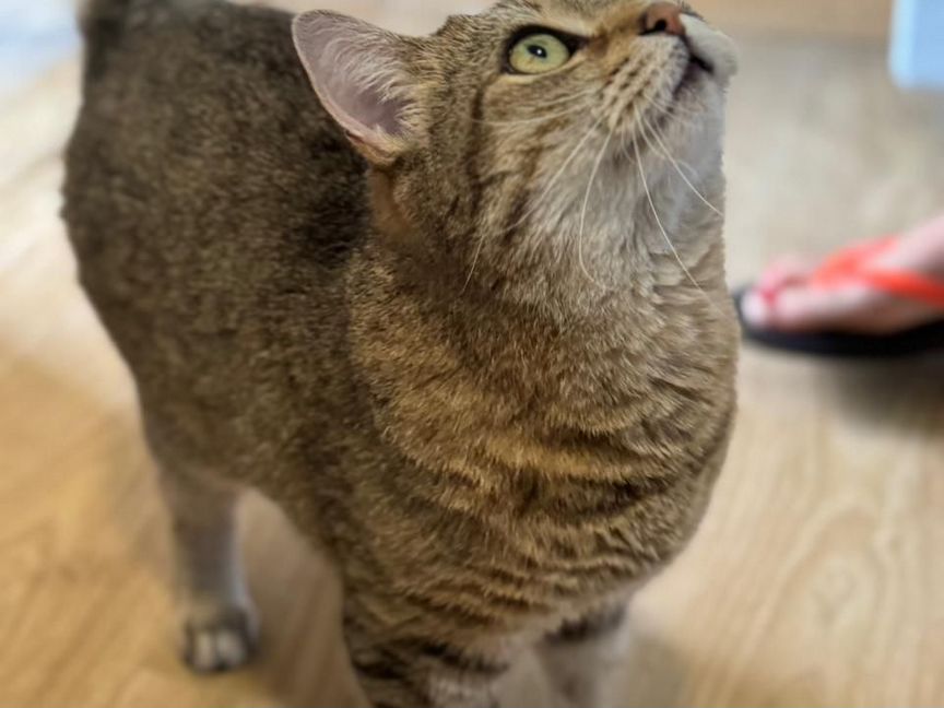 Кошка Лаура