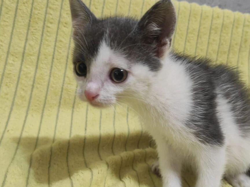 Котенок мальчик спасеныш