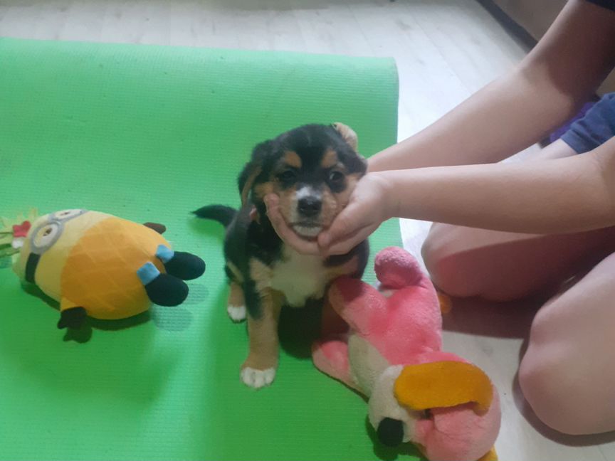 Собаки