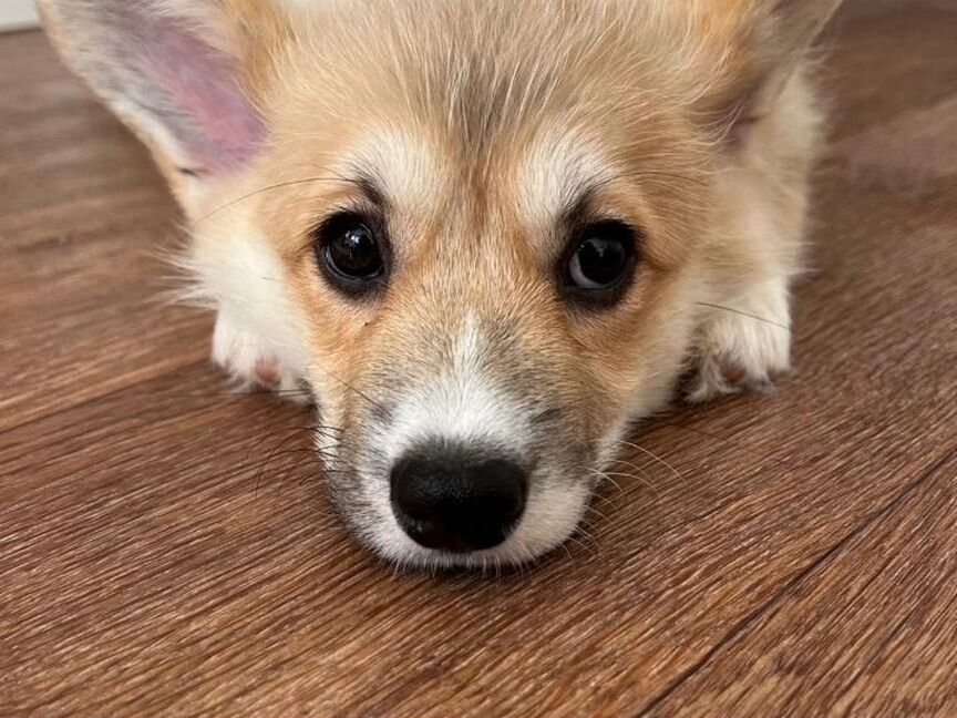 Мальчишка вельш-корги