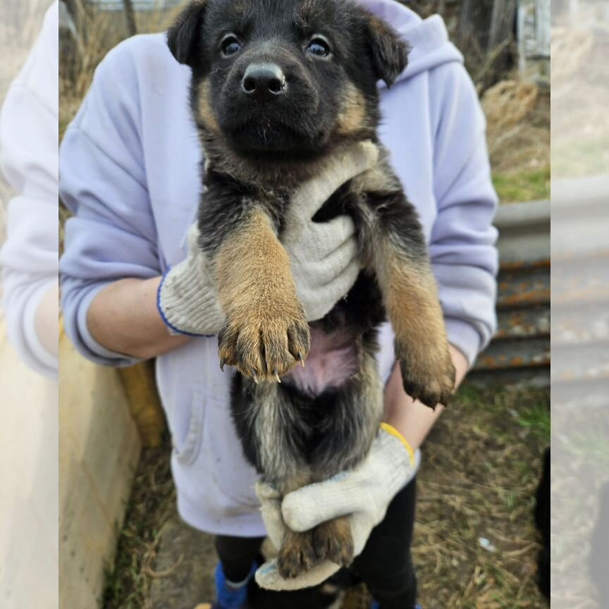 Немецкая овчарка, щенок