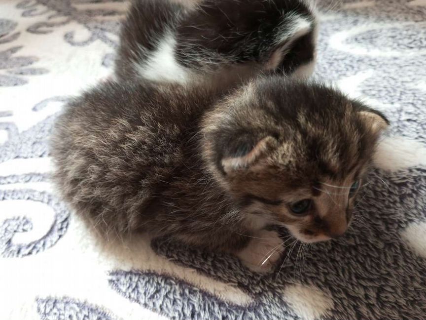 Котята отдам в добрые руки бесплатно