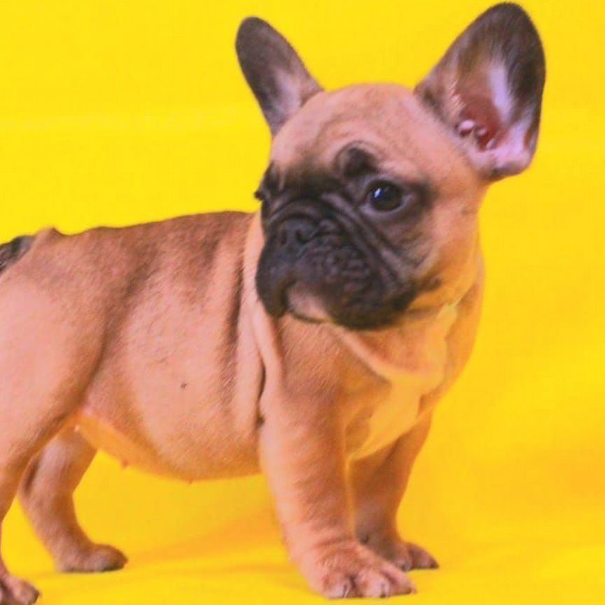 Французский бульдог, щенок