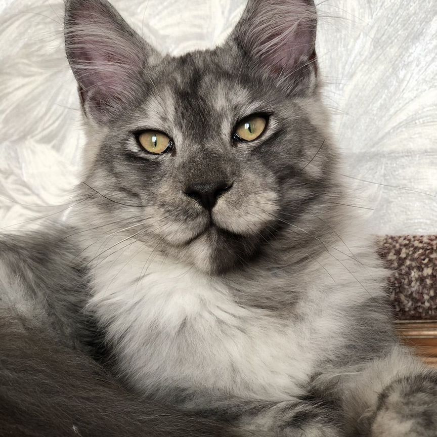 Котята мейн-кун
