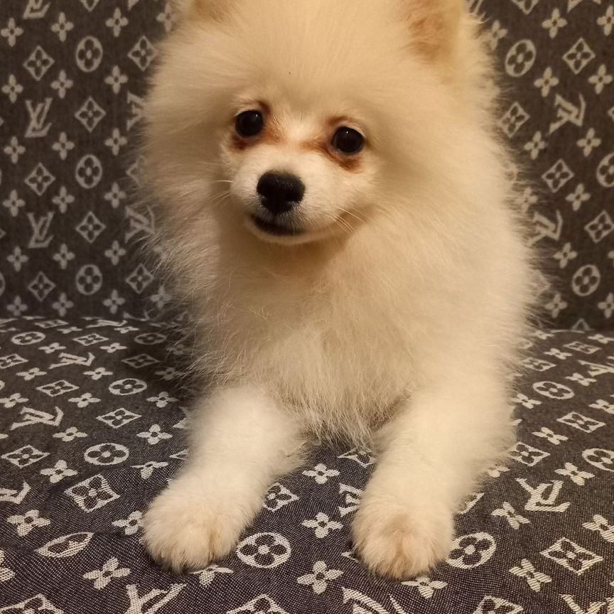 Щенки шпица