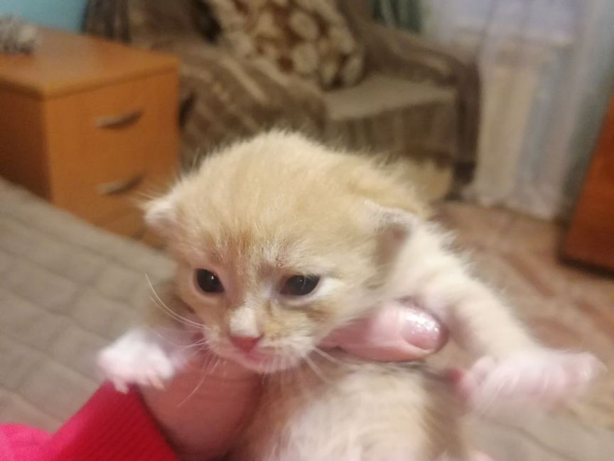 Котик, 2 недели назад родился