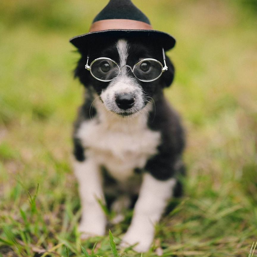 Щенок в добрые руки