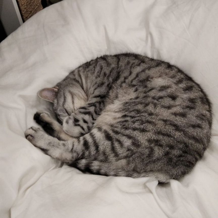 Ваш будущий кот