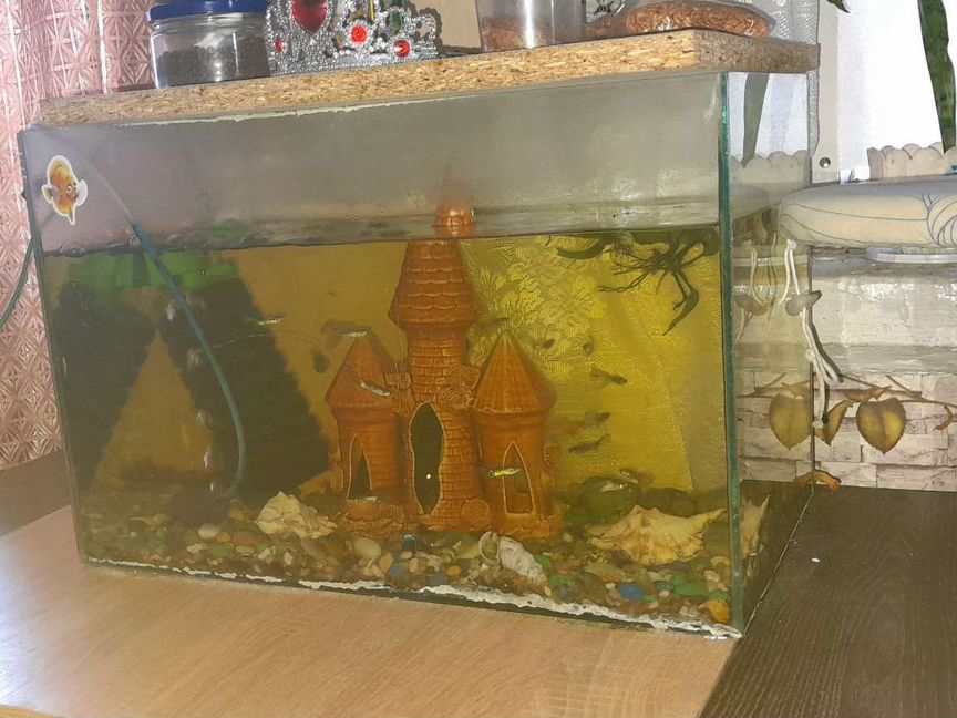 Аквариум и все для аквариума