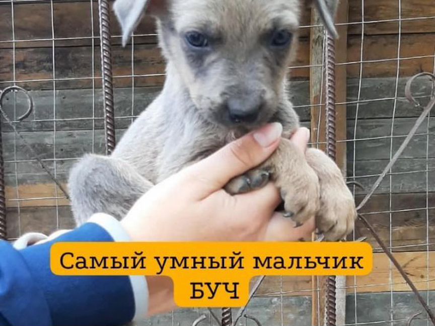 Собака в добрые руки щенок