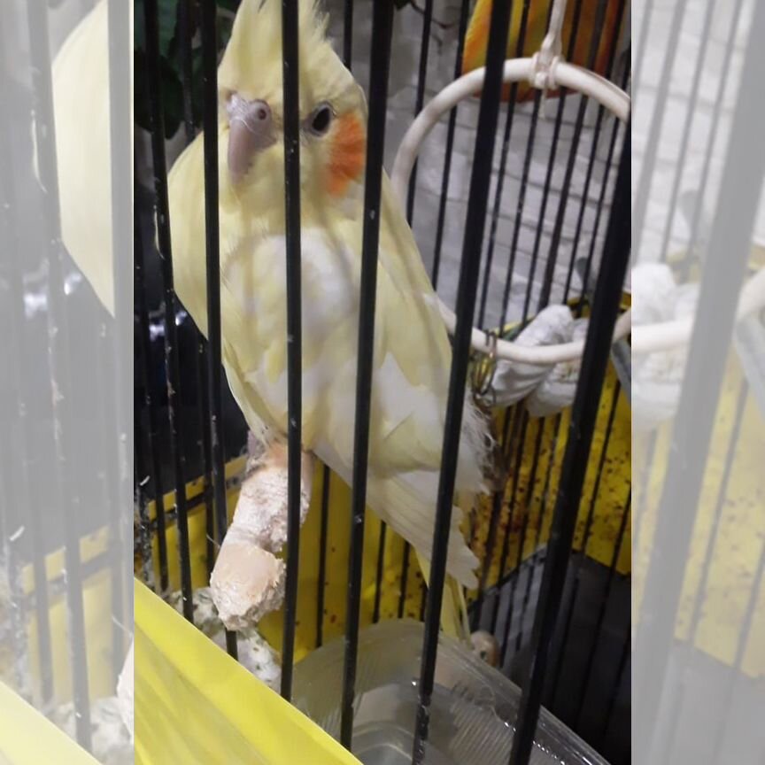 Попугай корелла ручной