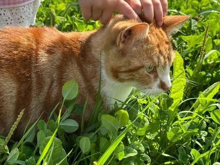 Рыжий кот добряк в добрые руки