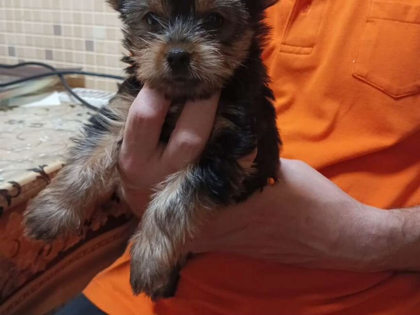 Йоркширский терьер