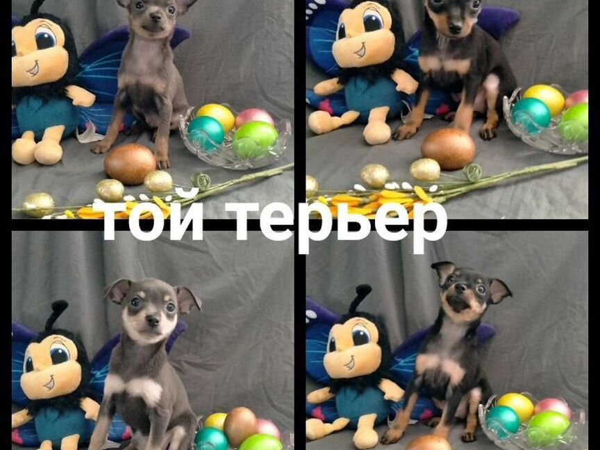 Той-терьер щенки