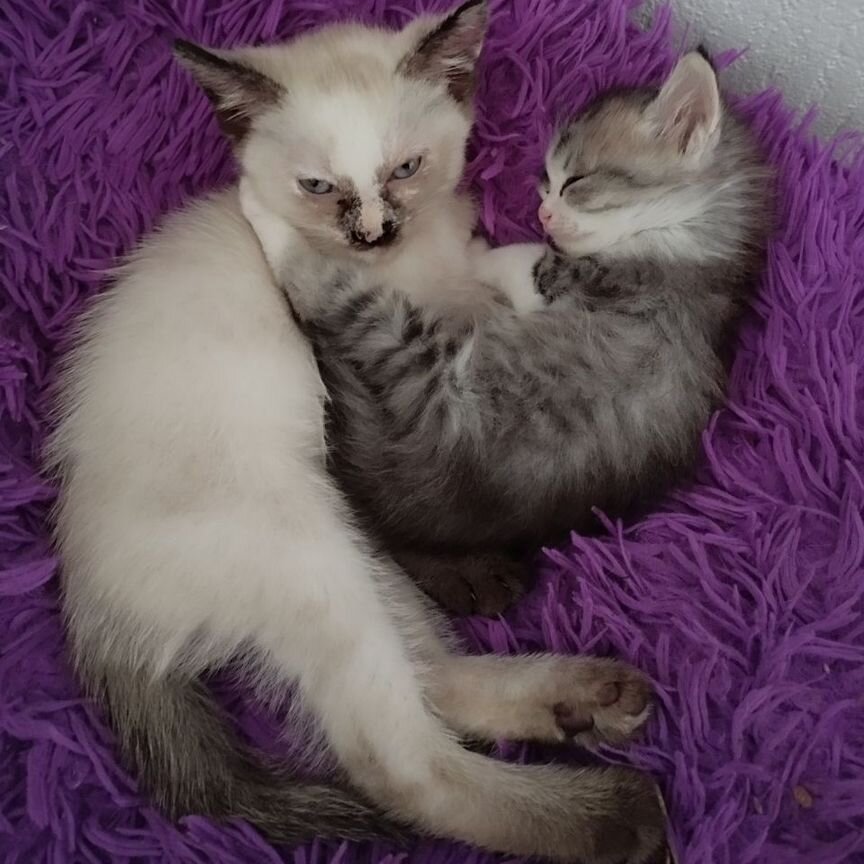 Отдаются котята в хорошие и ответственные руки