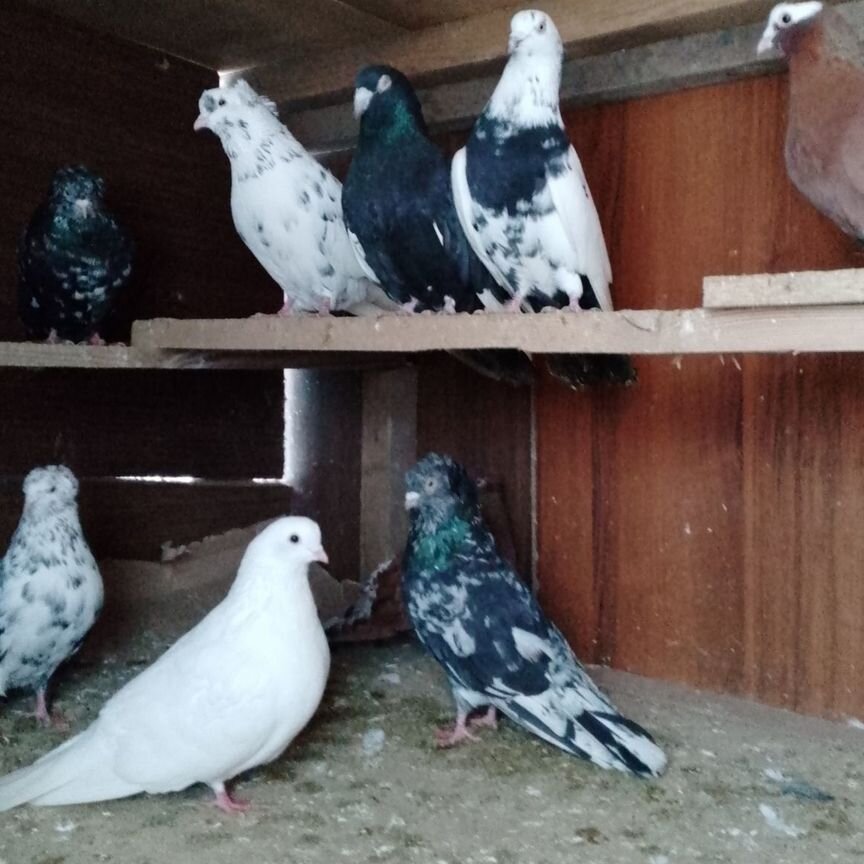 Продажа голубей