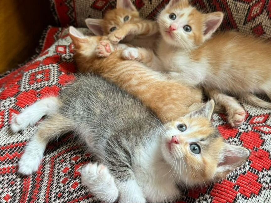 Котята приученые к лотку