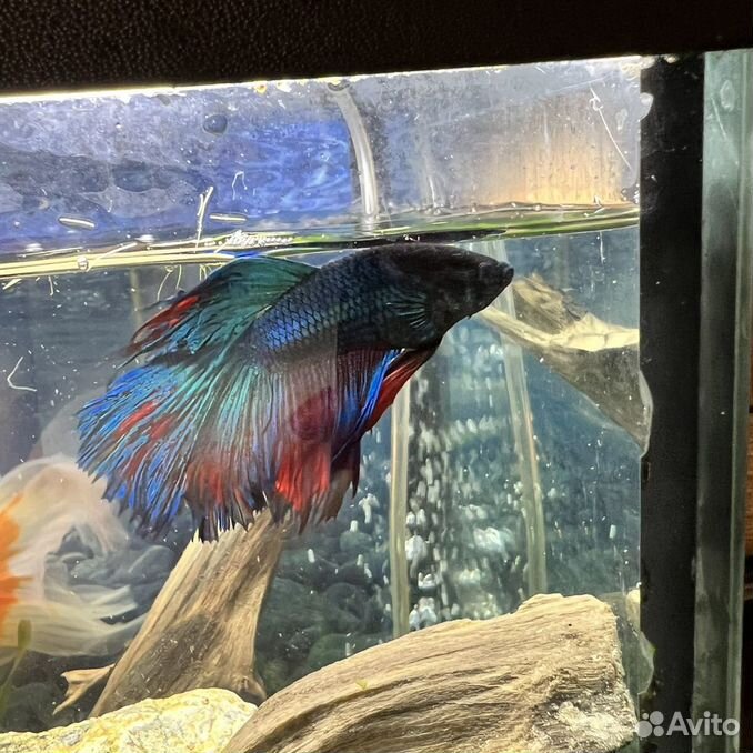 Рыбы Петушки и Курочки