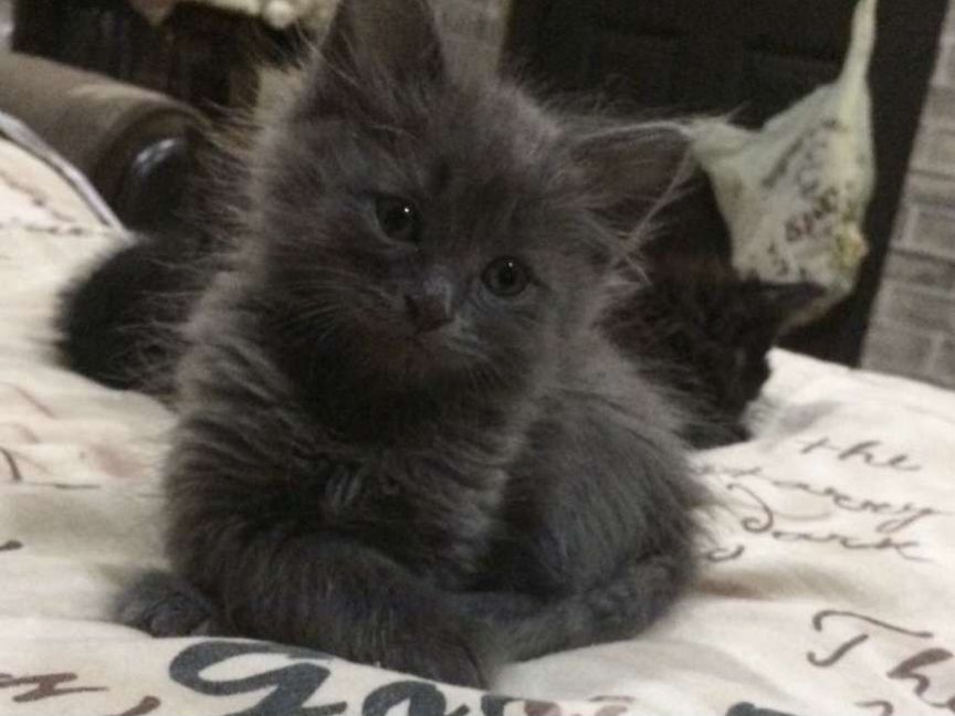 Котята в добрые ручки