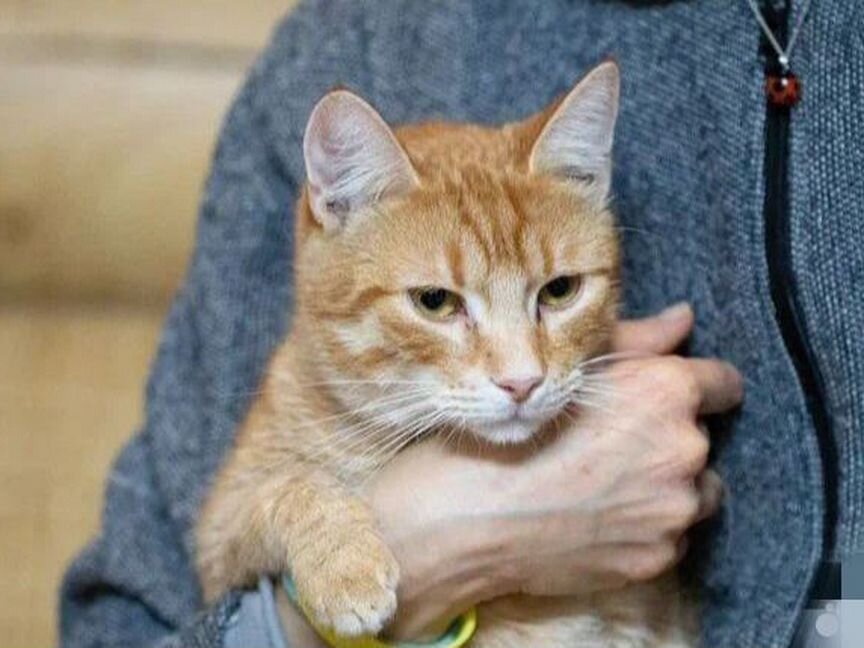 Молодой котик Марсель в поиске дома