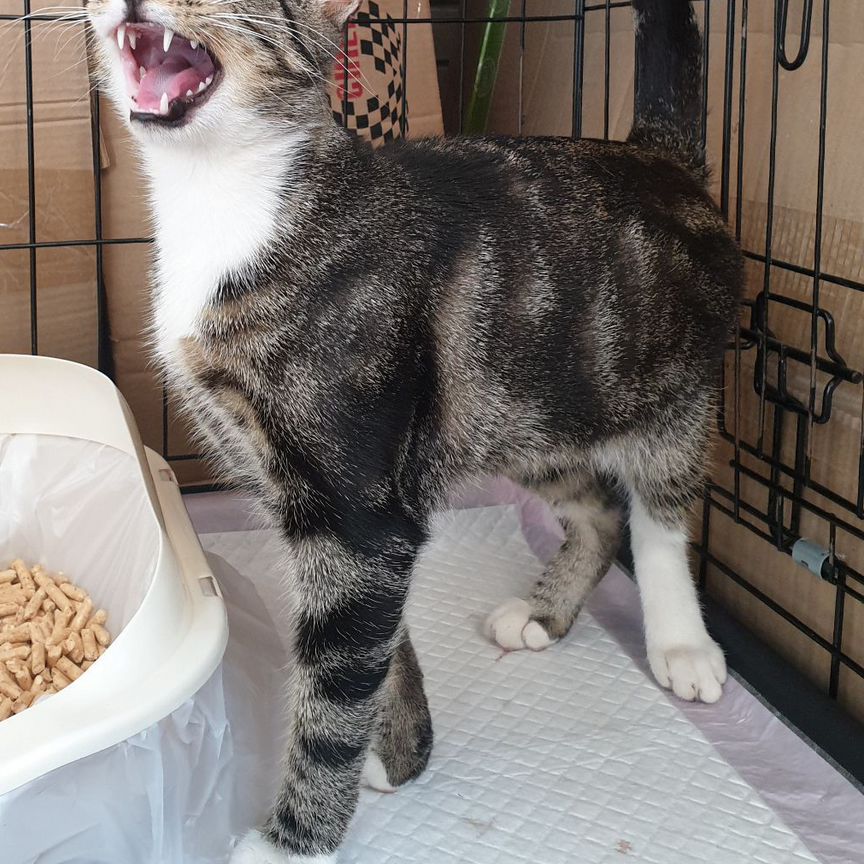 Котик Тигруля