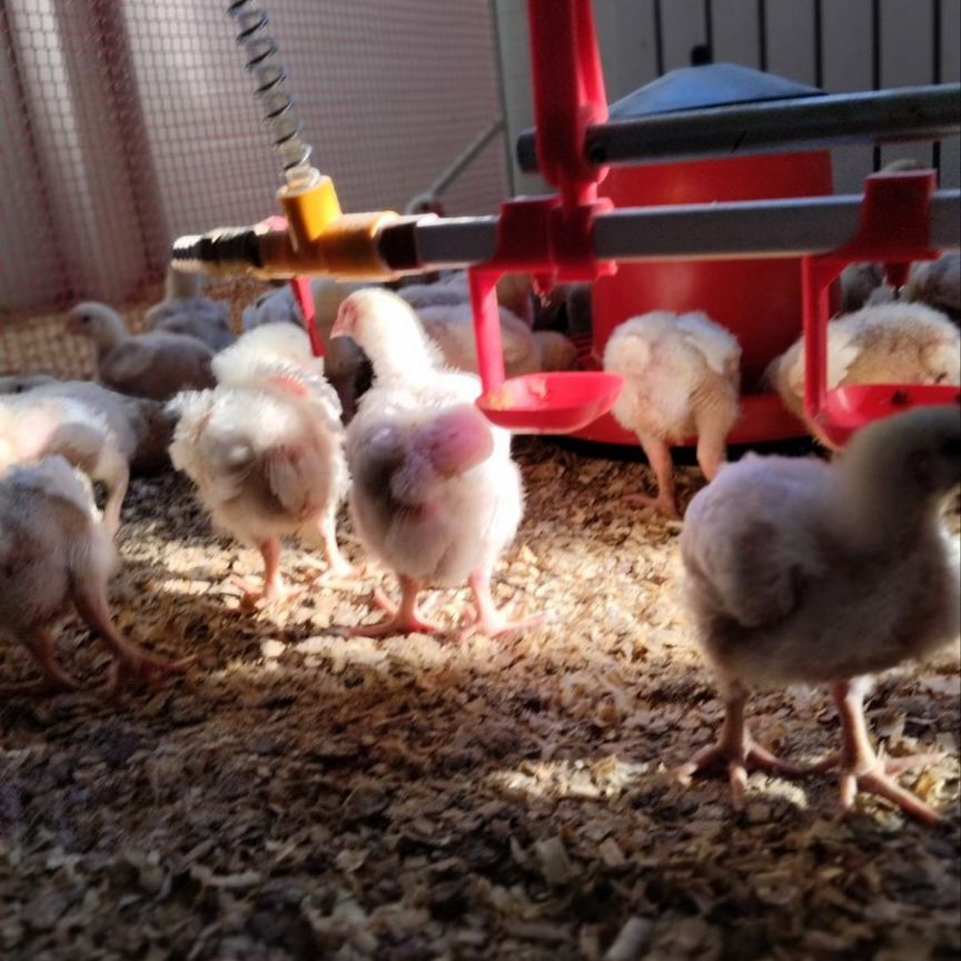 Цыплята бройлеры суточные