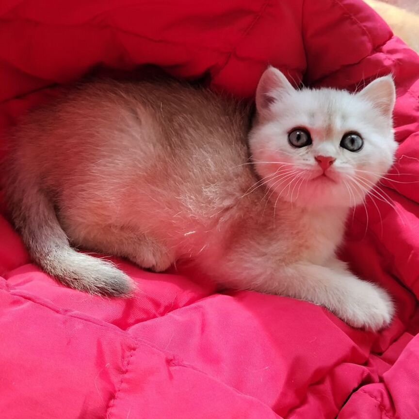 Шотландский прямоухий короткошёрстный котёнок