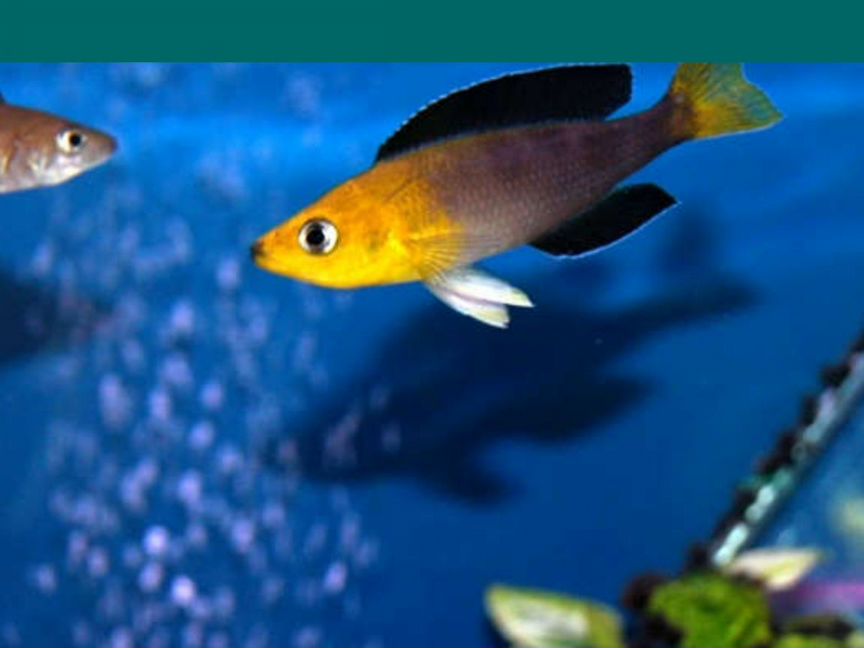 Живая рыба малек