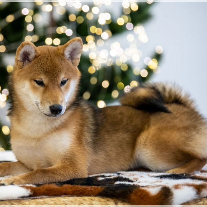 Сиба-ину, щенок