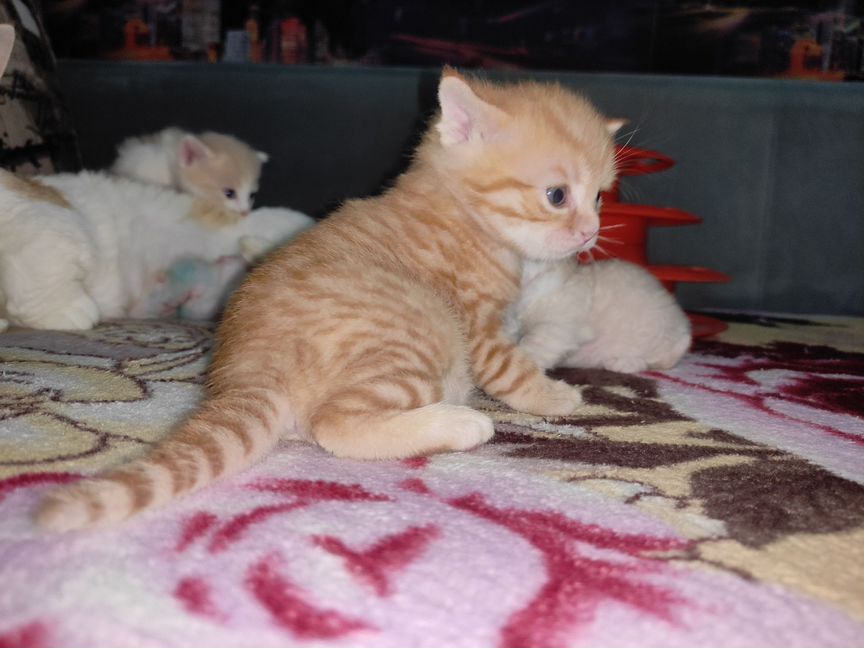 Котик Красный Табби