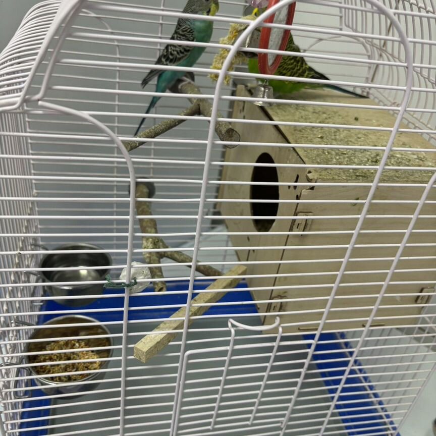 Волнистый попугай