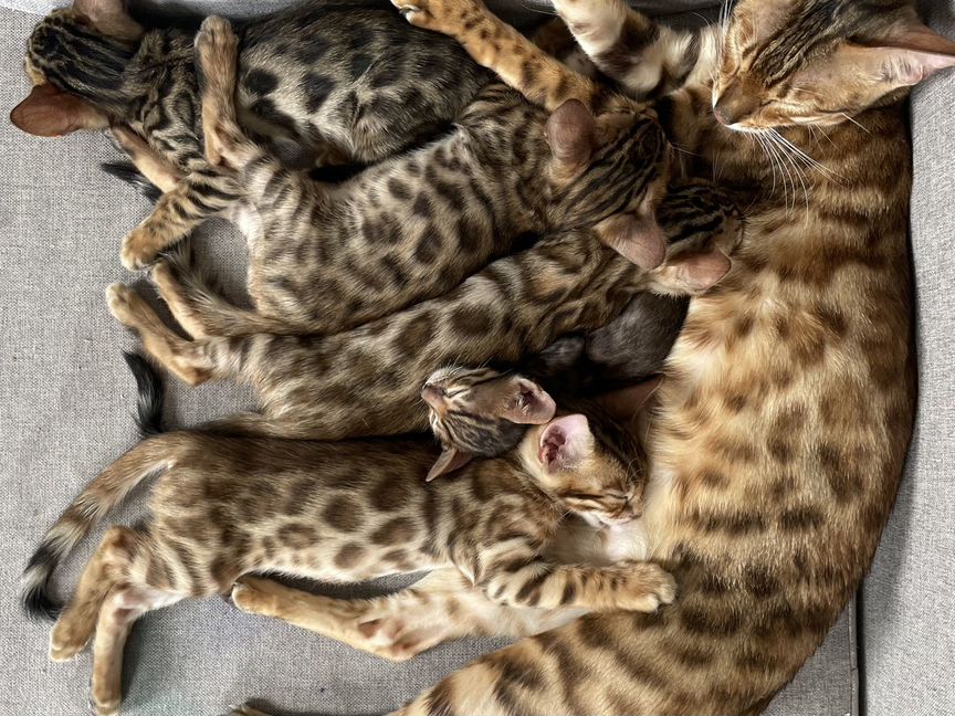 Бенгальские котята