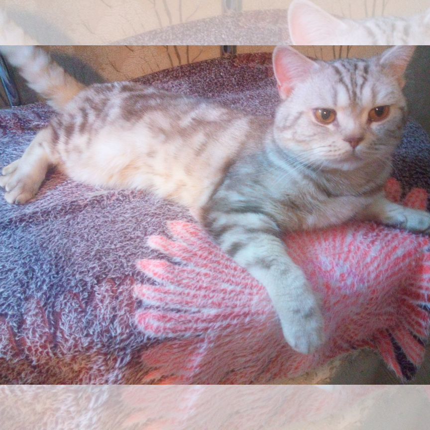 Ищу невесту