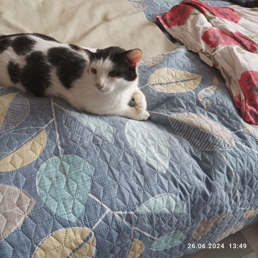 Кот Василий в добрые руки